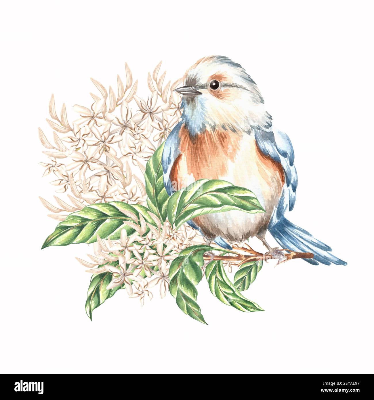 Small songbird on branch with green leaves and white flowers. Eastern ...