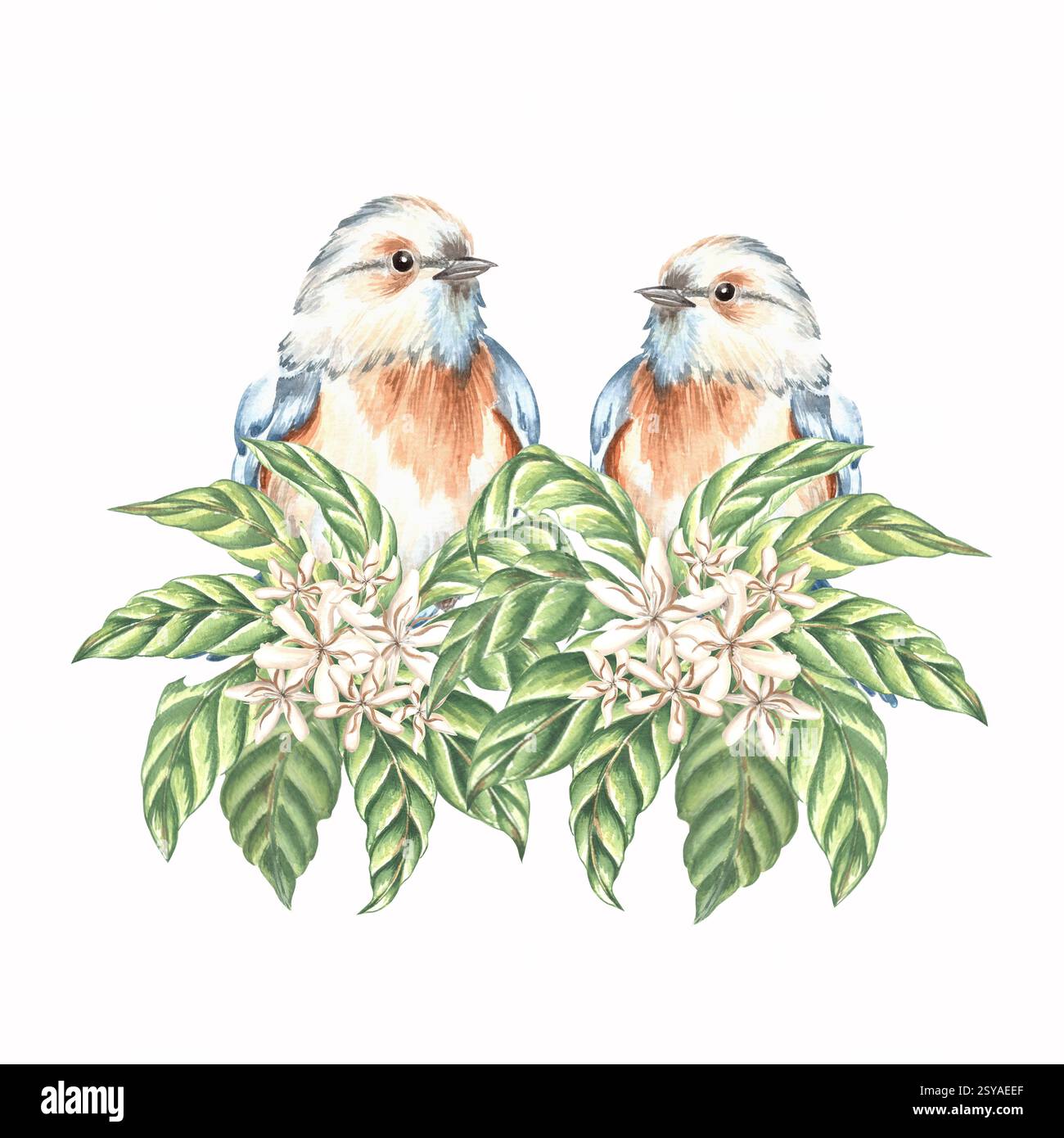 Small songbirds on branch with green leaves and white flowers. Eastern ...