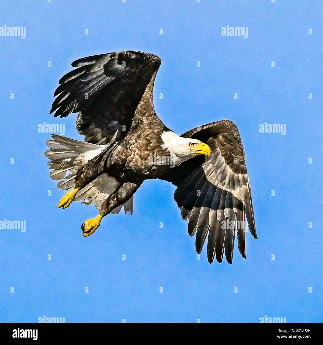 Bald Eagle flying mature Haliaeetus leucocephalus with wing beak head ...