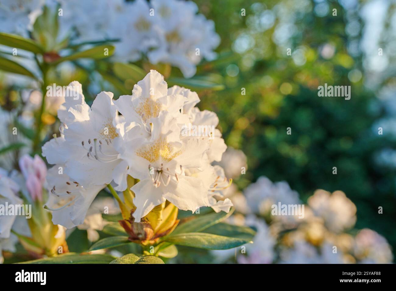 Flower, leaves and white azaleas in garden in nature for growth ...