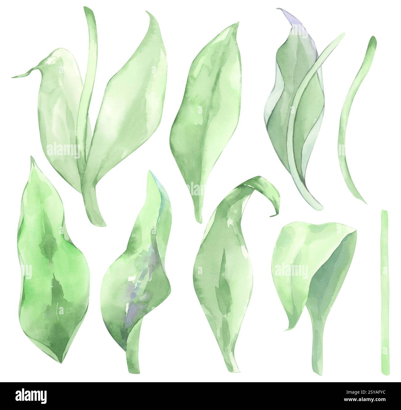 Watercolor leaf set Cut Out Stock Images & Pictures - Alamy