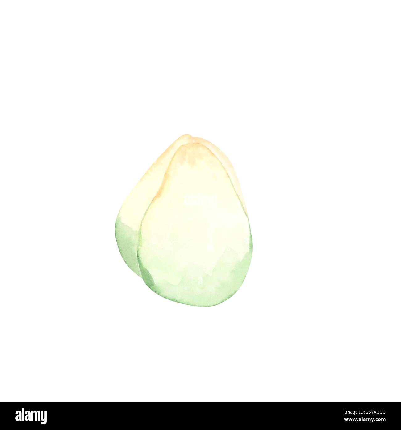 Spring tulip bud element hi-res stock photography and images - Alamy