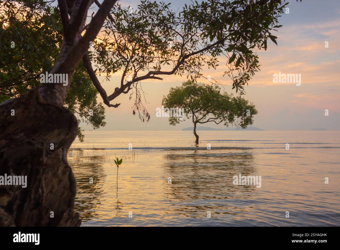 The beauty of sunrise, where you can see the isolated mangrove trees by ...