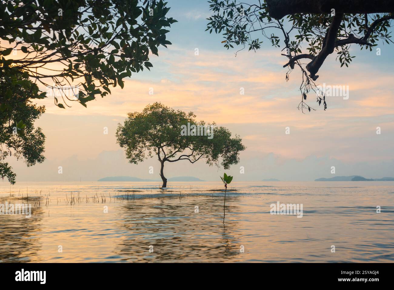 The beauty of sunrise, where you can see the isolated mangrove trees by ...