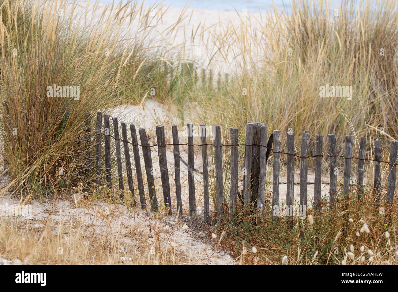 Sand fence to avoid erosion. Shot in between the beach and the pine ...