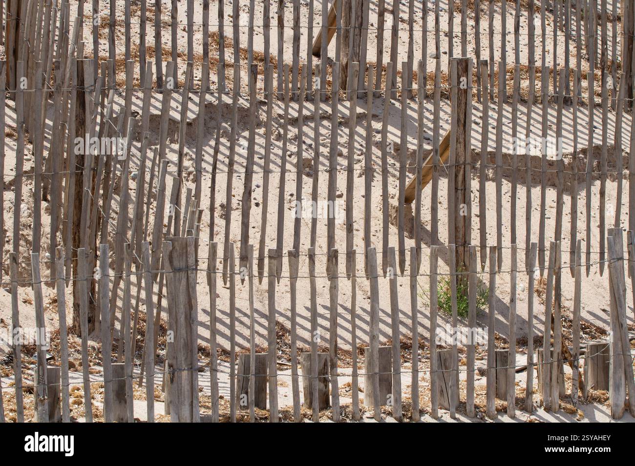 Sand fence to avoid erosion. Shot in between the beach and the pine ...