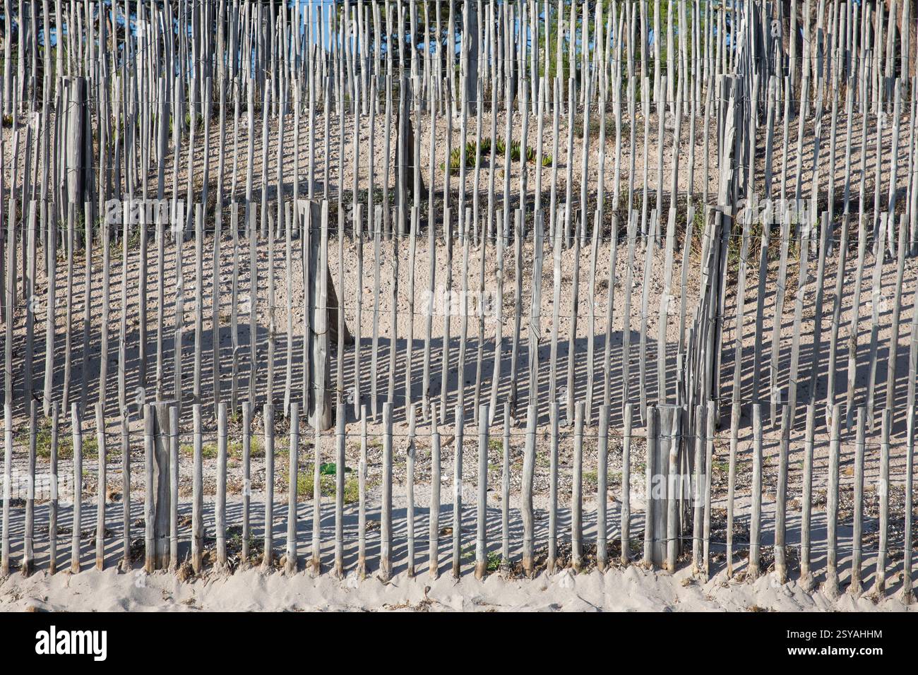 Sand fence to avoid erosion. Shot in between the beach and the pine ...
