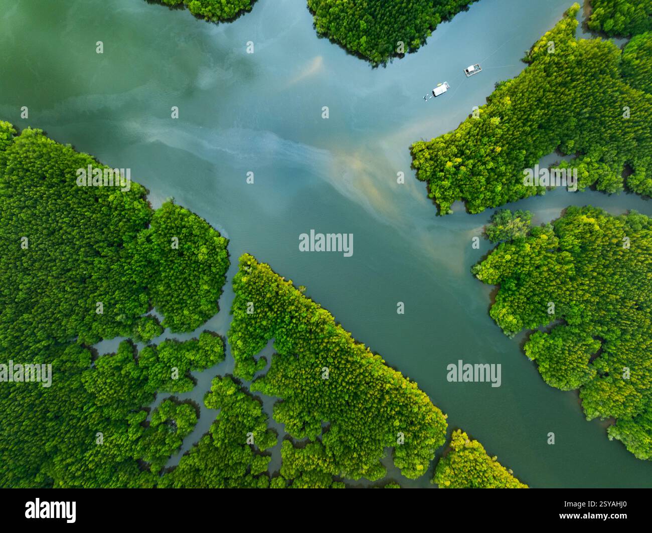Amazing abundant mangrove forest river,Aerial view of forest trees ...