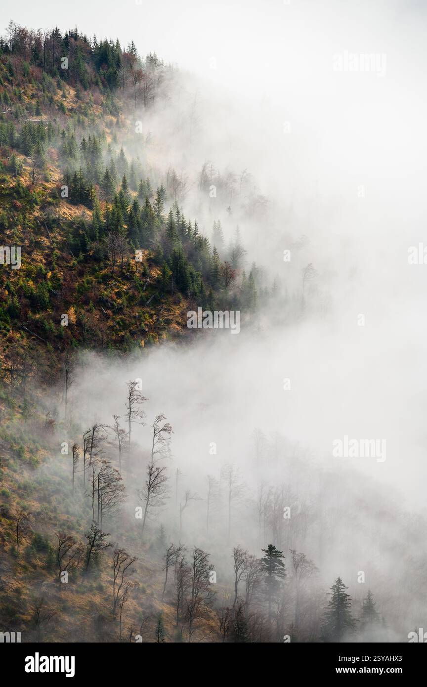 The Endless Whisper of the Wind Over the Fog-Drenched Ridges of the ...