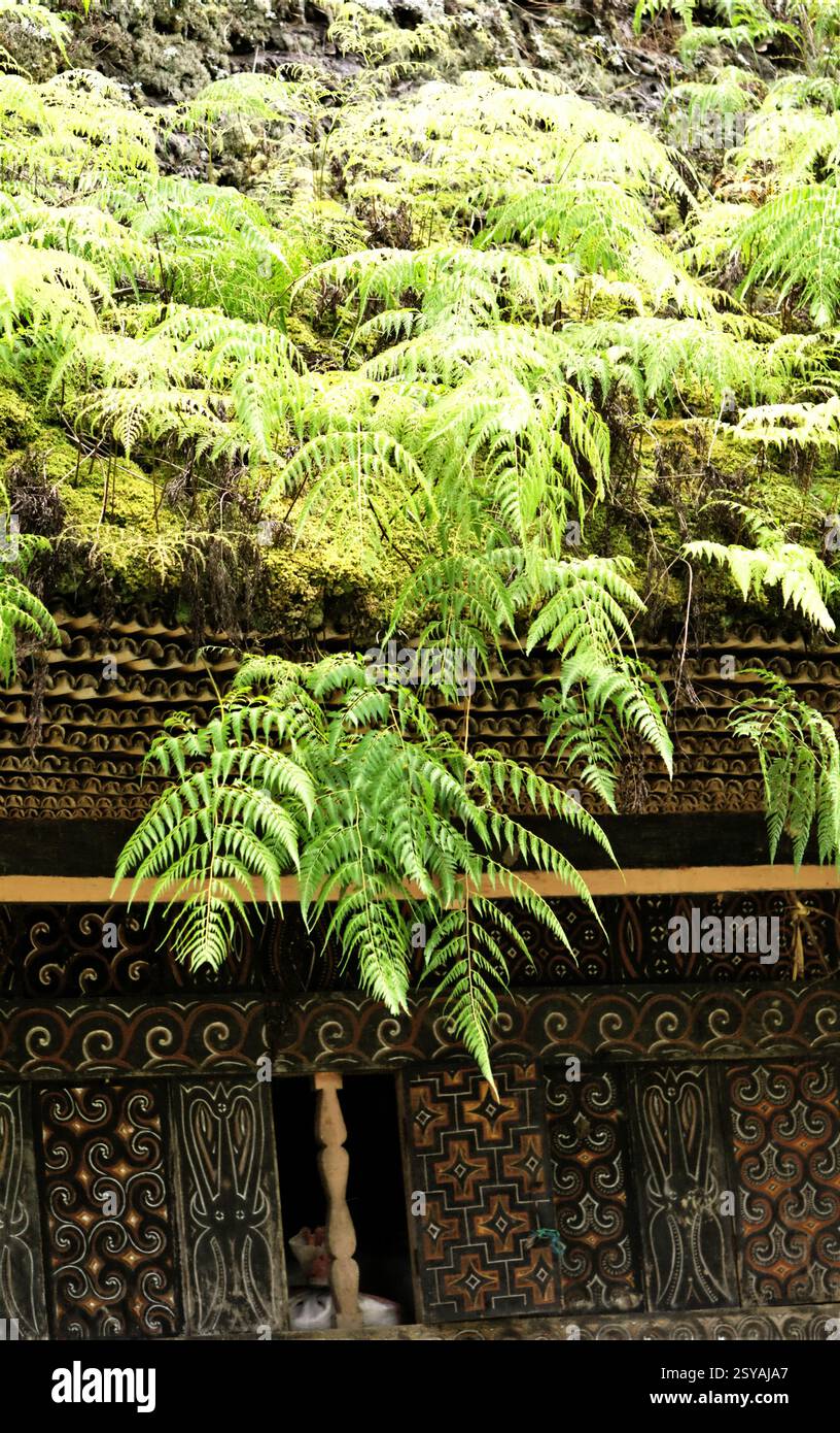 Vegetation on the roof of a rice barn built in traditional tongkonan ...