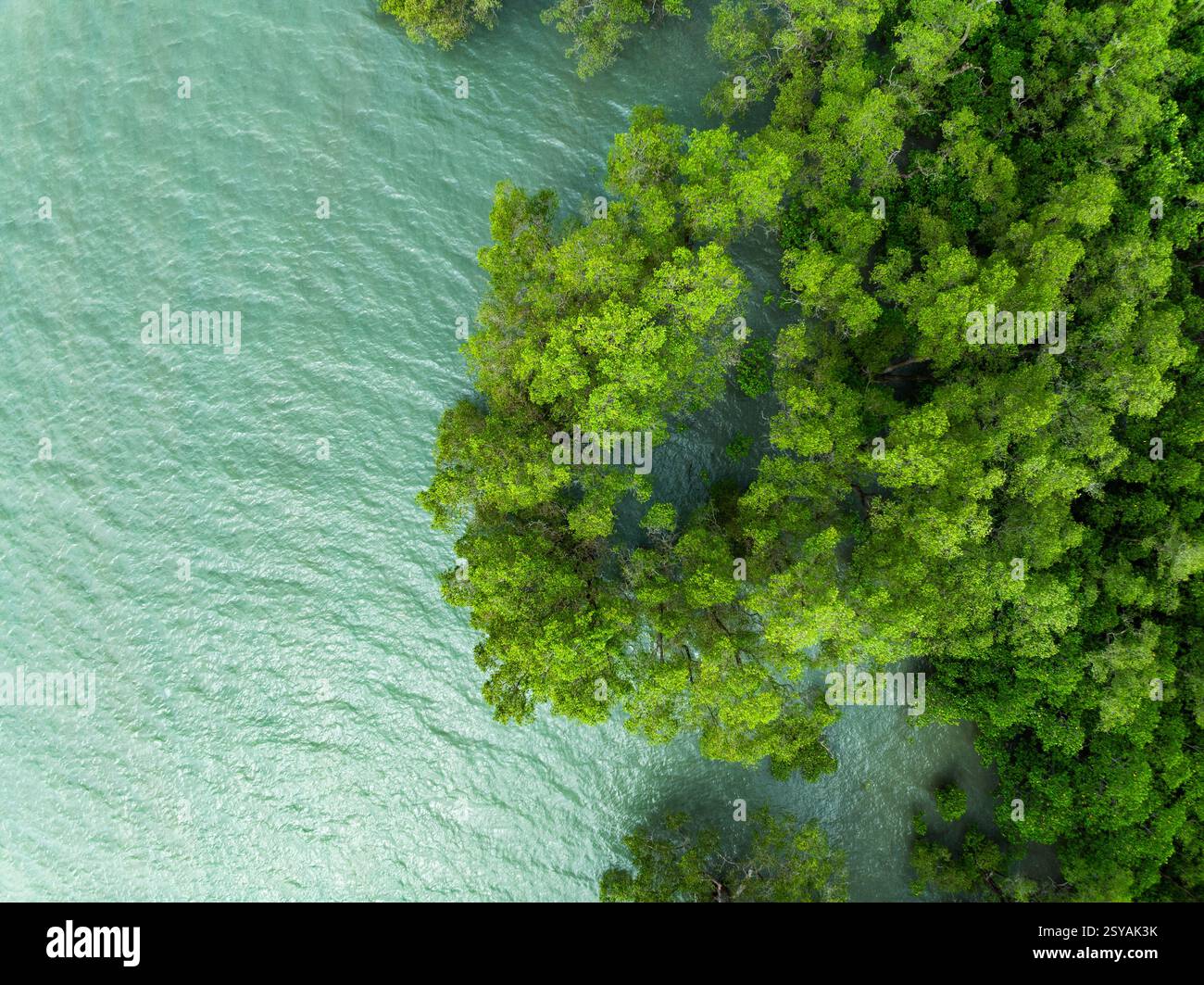 Amazing abundant mangrove forest river,Aerial view of forest trees ...