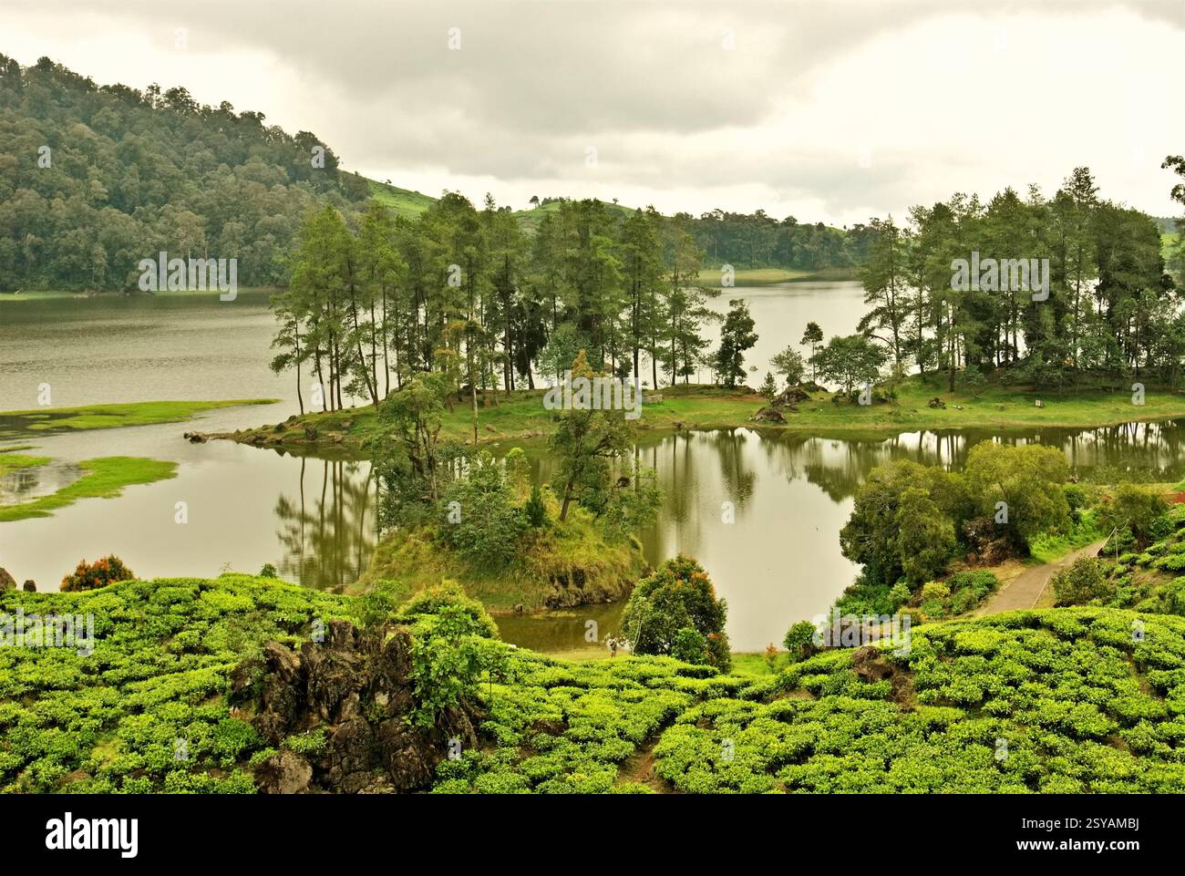 Landscape of Situ Patenggang lake in a foreground of tea plantation in ...