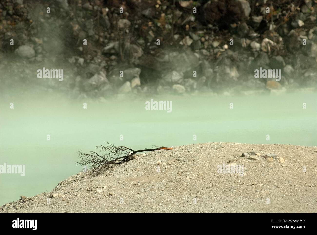 A dead cantigi tree on sandy landscape on the crater of Mount Patuha ...