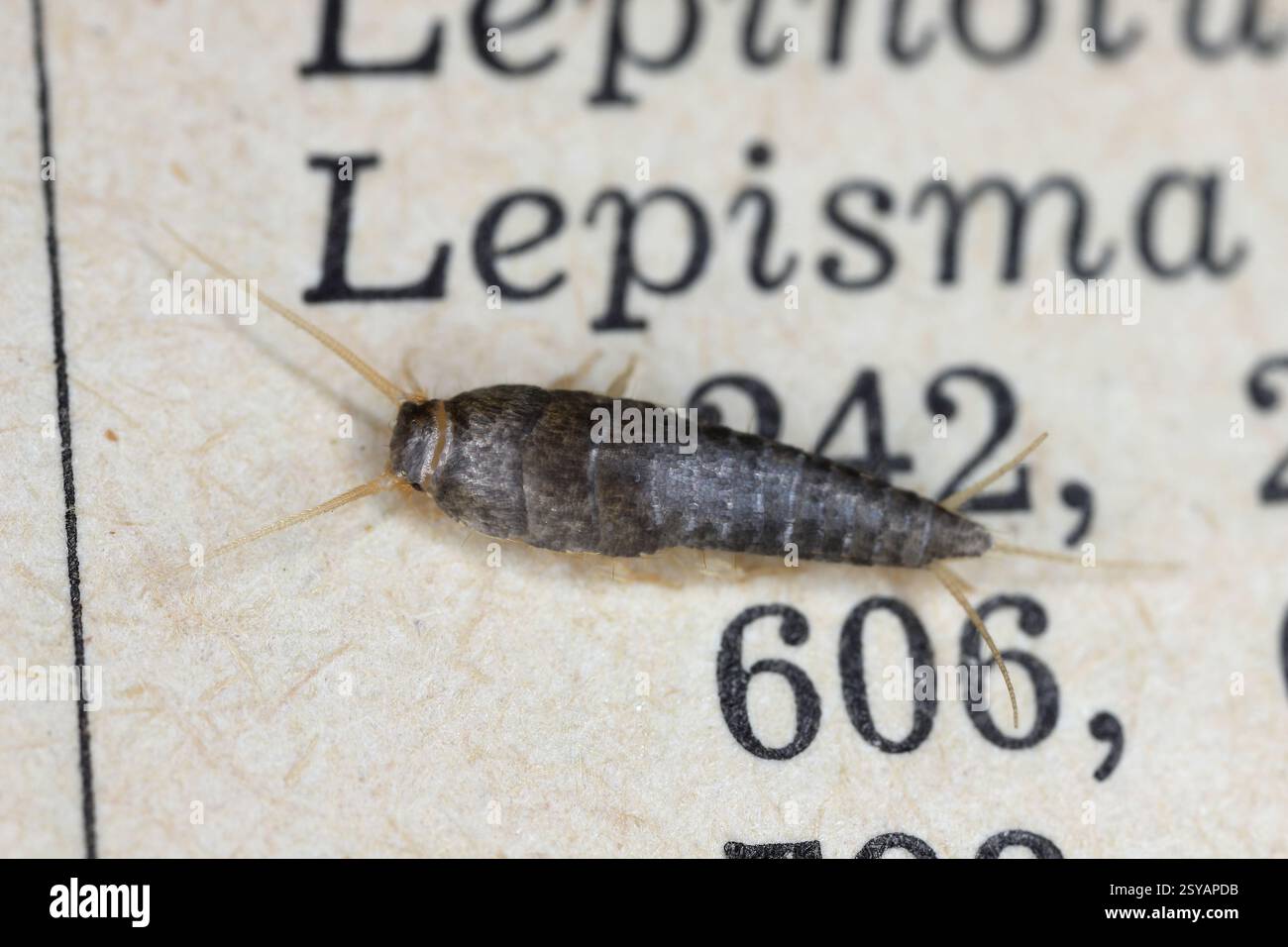 Common silverfish (Lepisma saccharina) insect, sometimes considered a ...