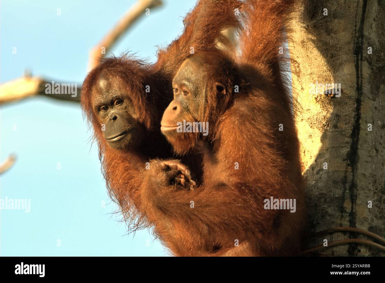 Bornean orangutans (Pongo pygmaeus) at a rehabilitation centre operated ...