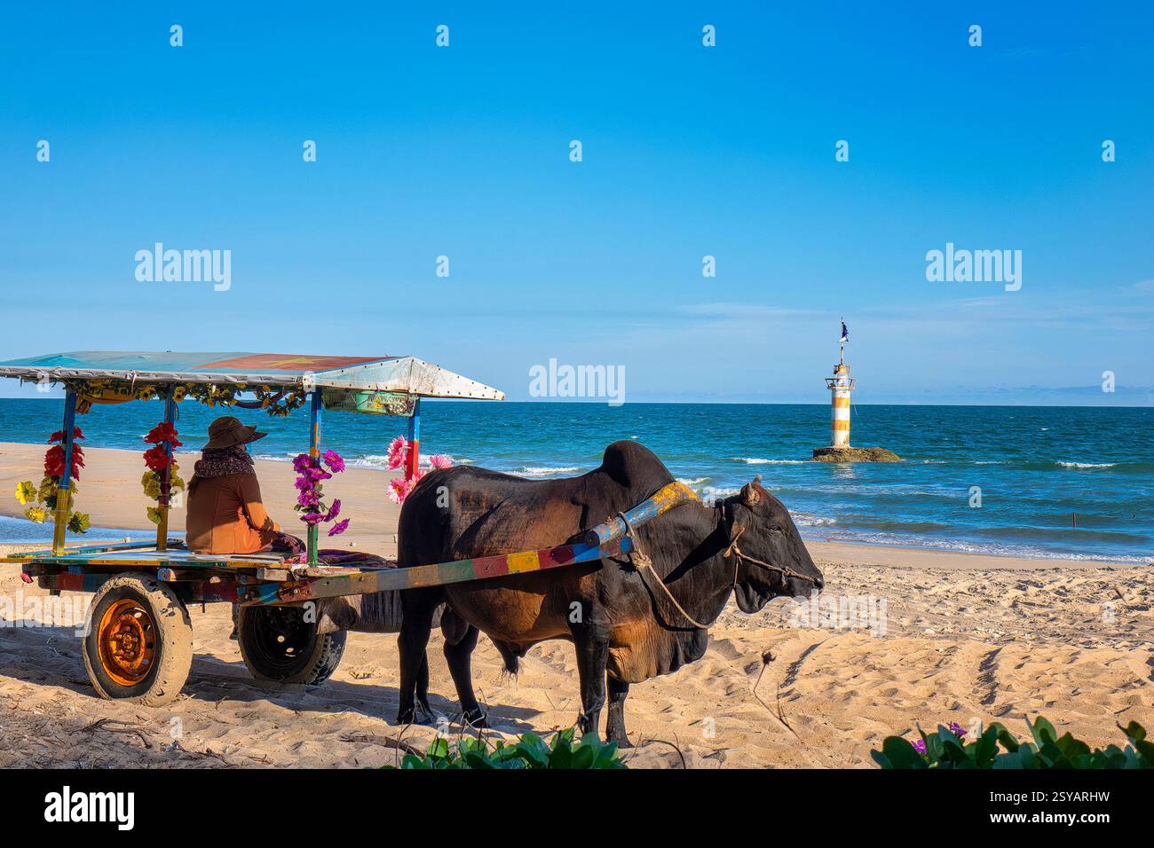 Woman sitting on the beach waiting for tourists to rent a ox-drawn cart ...