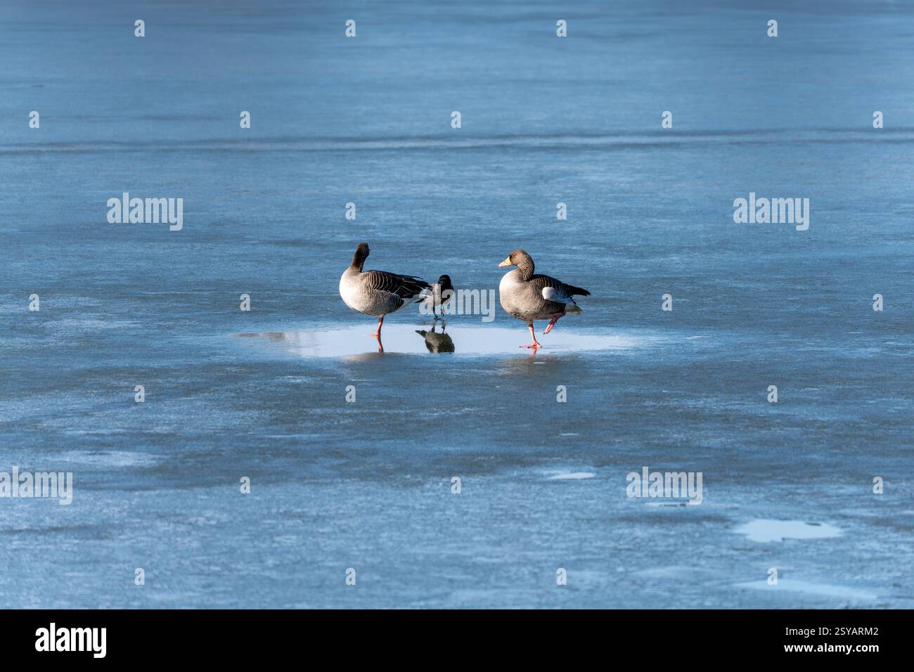 Two geese and a raven are standing on a frozen lake. The geese are ...