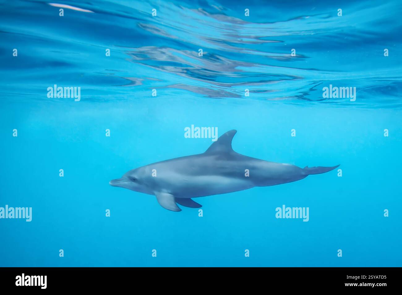 A serene Bottlenose Dolphin (Tursiops truncatus) glides through the ...