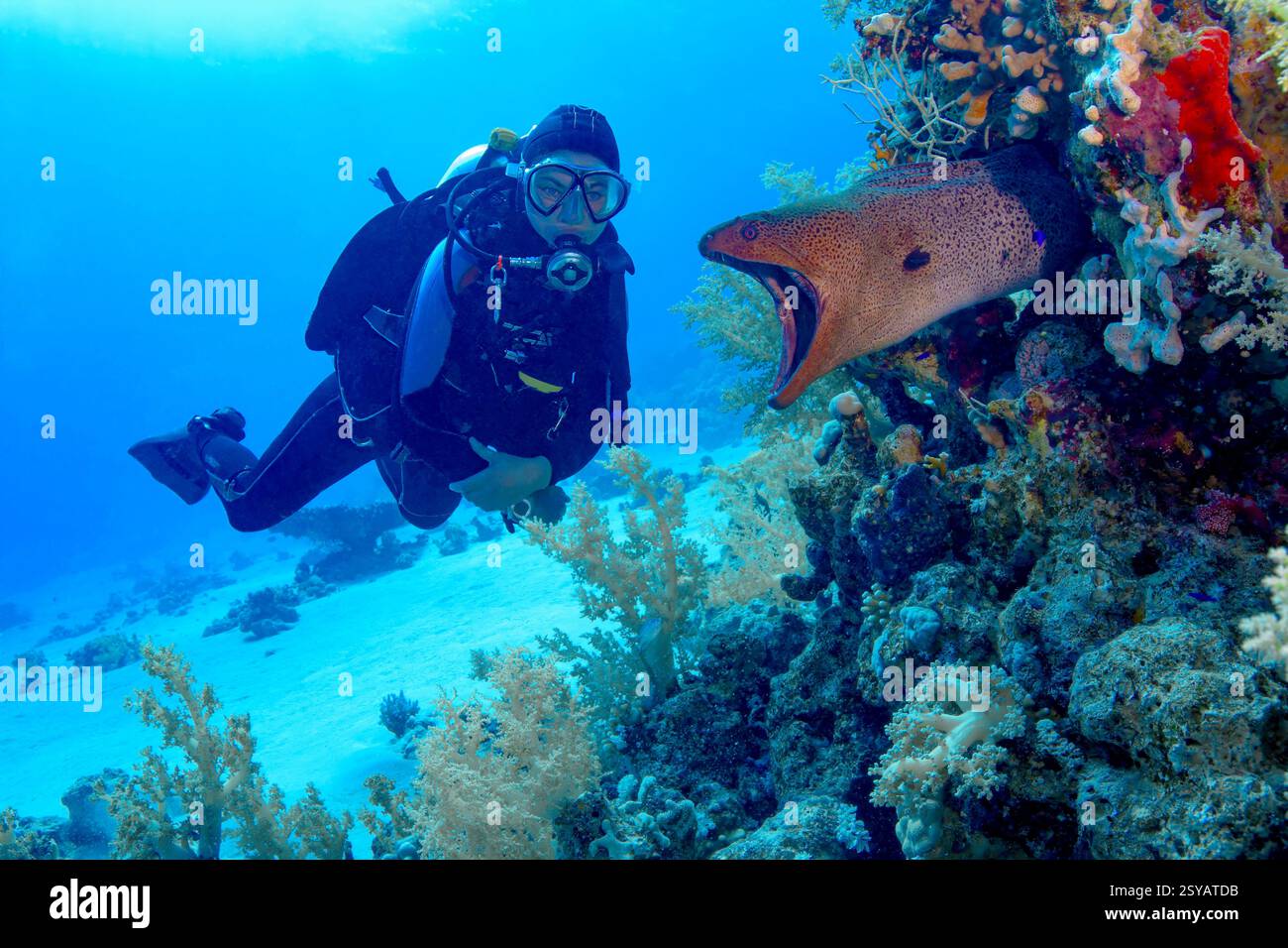 An underwater scene capturing a scuba diver using a camera to ...