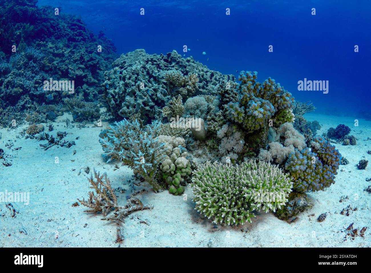 Stunning underwater view of a vibrant and diverse coral reef ecosystem ...