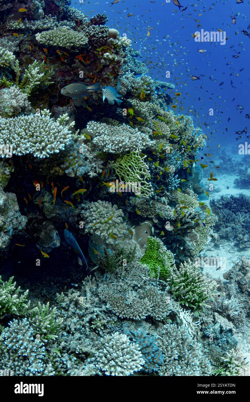 A rich, colorful coral reef bustling with marine life, including ...