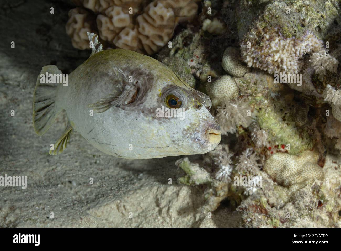Detailed close-up of an Immaculate Pufferfish (Arothron immaculatus ...