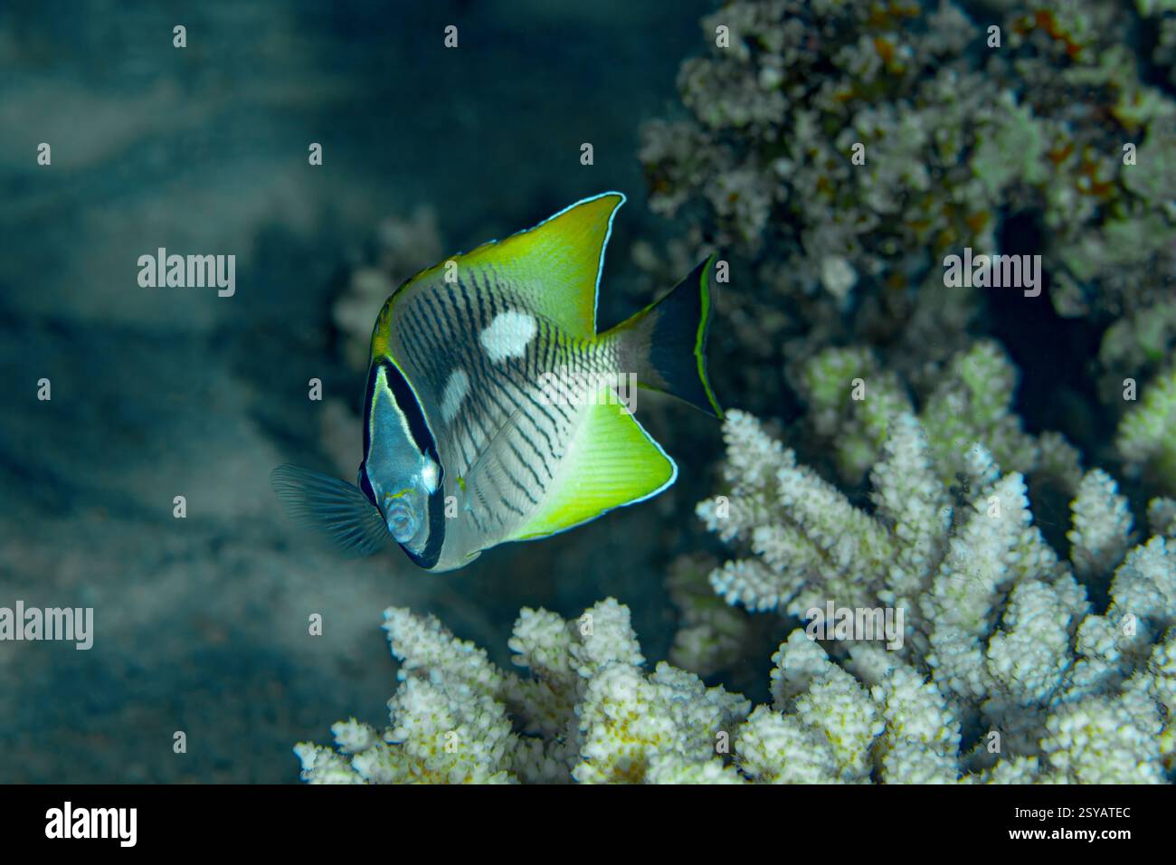 A vibrant Chevron Butterflyfish (Chaetodon trifascialis) effortlessly ...