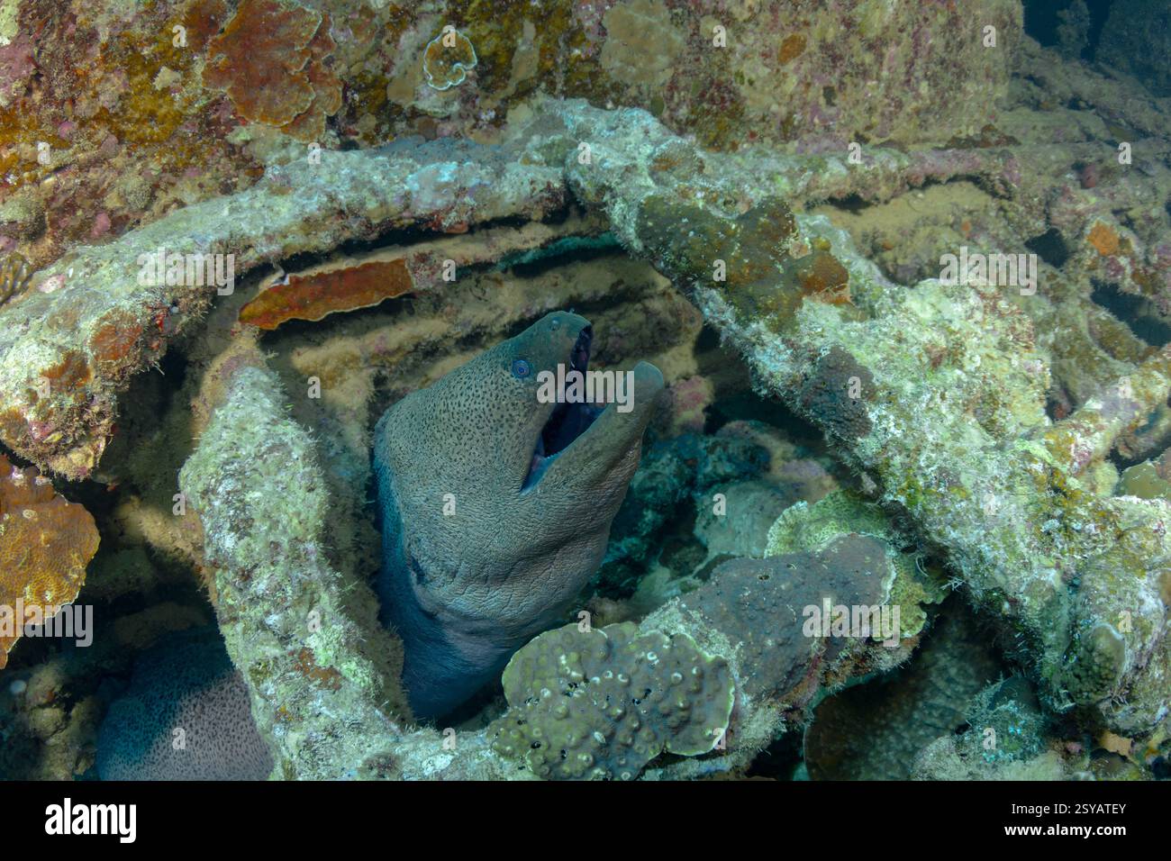 A giant moray eel, Gymnothorax javanicus, emerges from its hideout ...