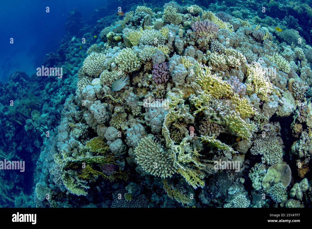 This vibrant underwater scene showcases a thriving coral reef teeming ...