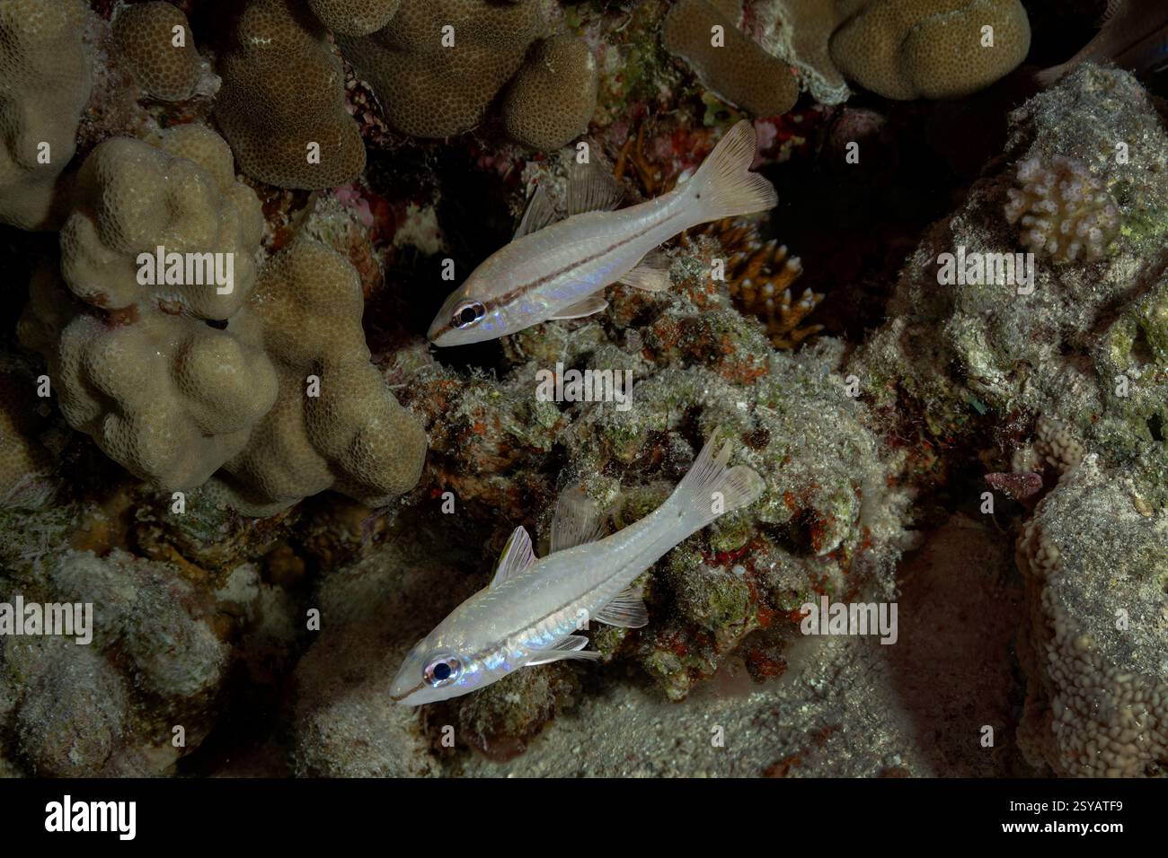 Sleek fish displaying hi-res stock photography and images - Alamy