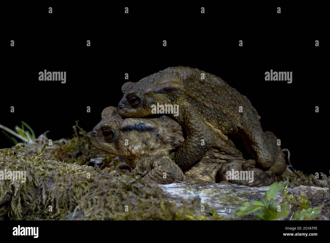 Two common toads, Bufo bufo, on forest floor at night, displaying ...