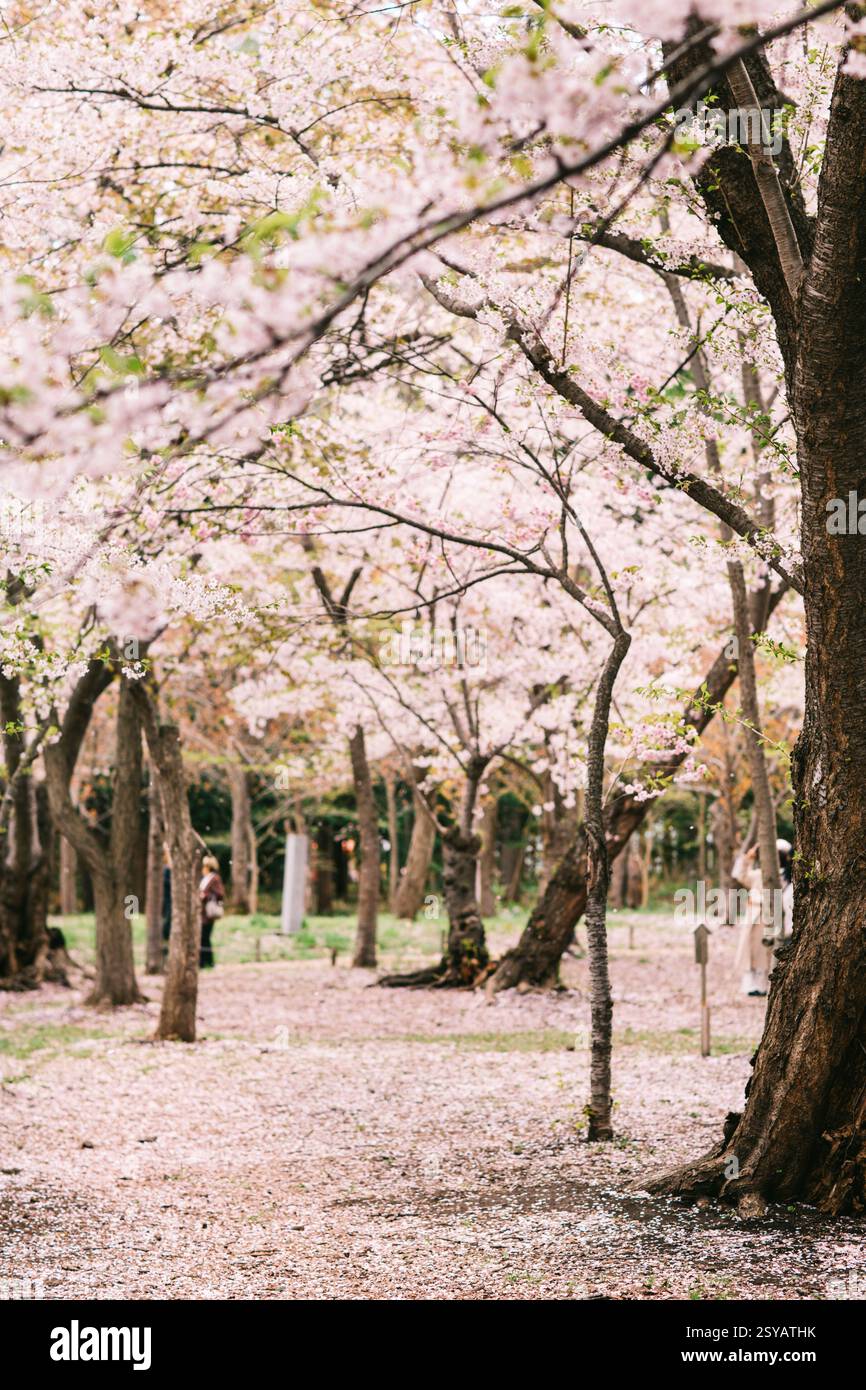 Experience the breathtaking beauty of cherry blossoms in Japan. The ...