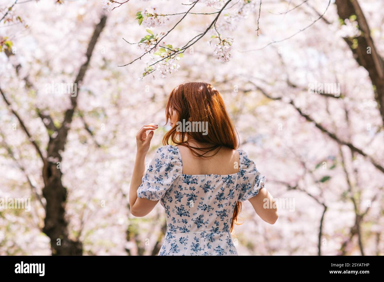 A woman with red hair in a floral dress stands under cherry blossom trees, embracing the beauty ...