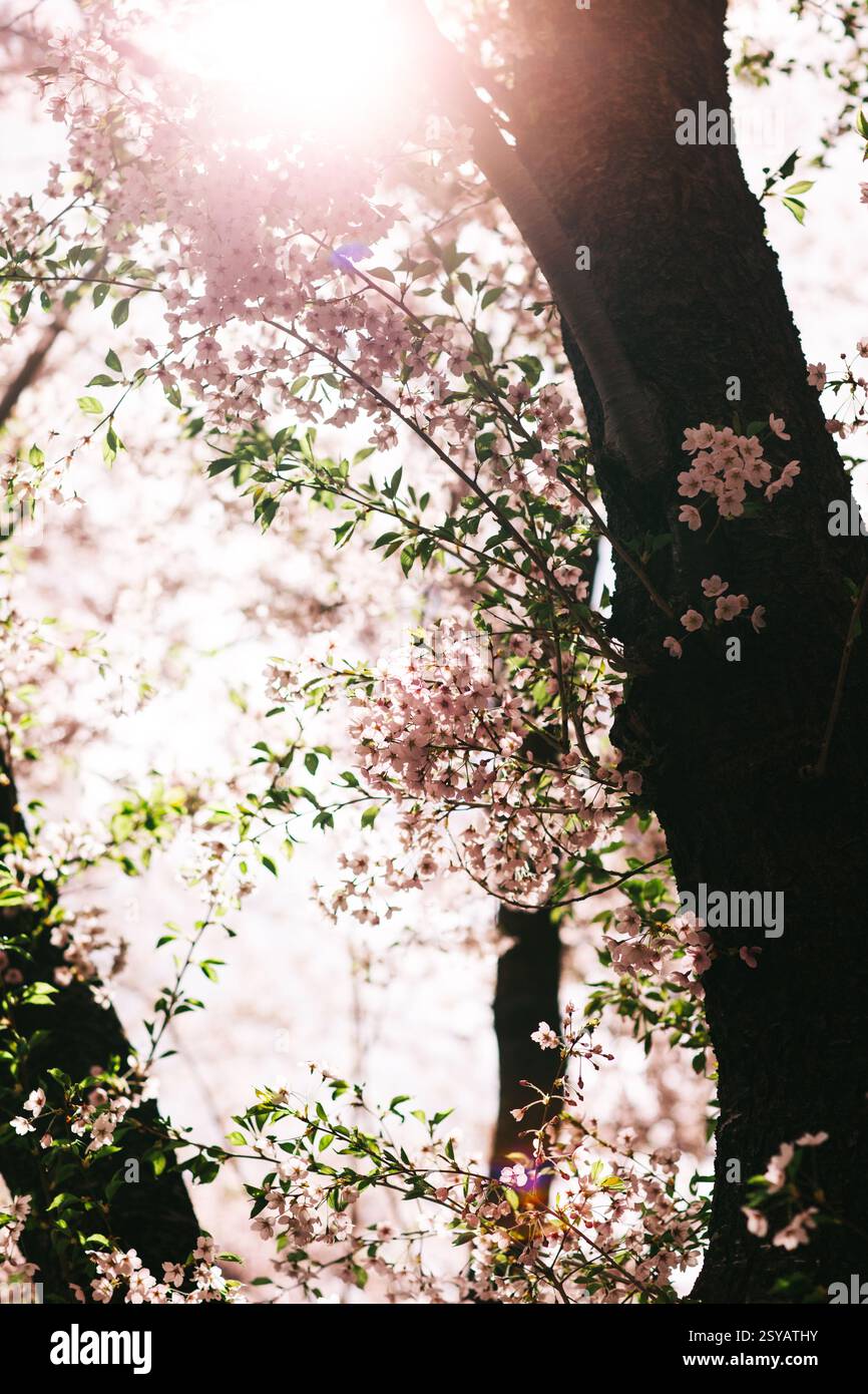Capture the ethereal beauty of sakura blossoms illuminated by gentle ...