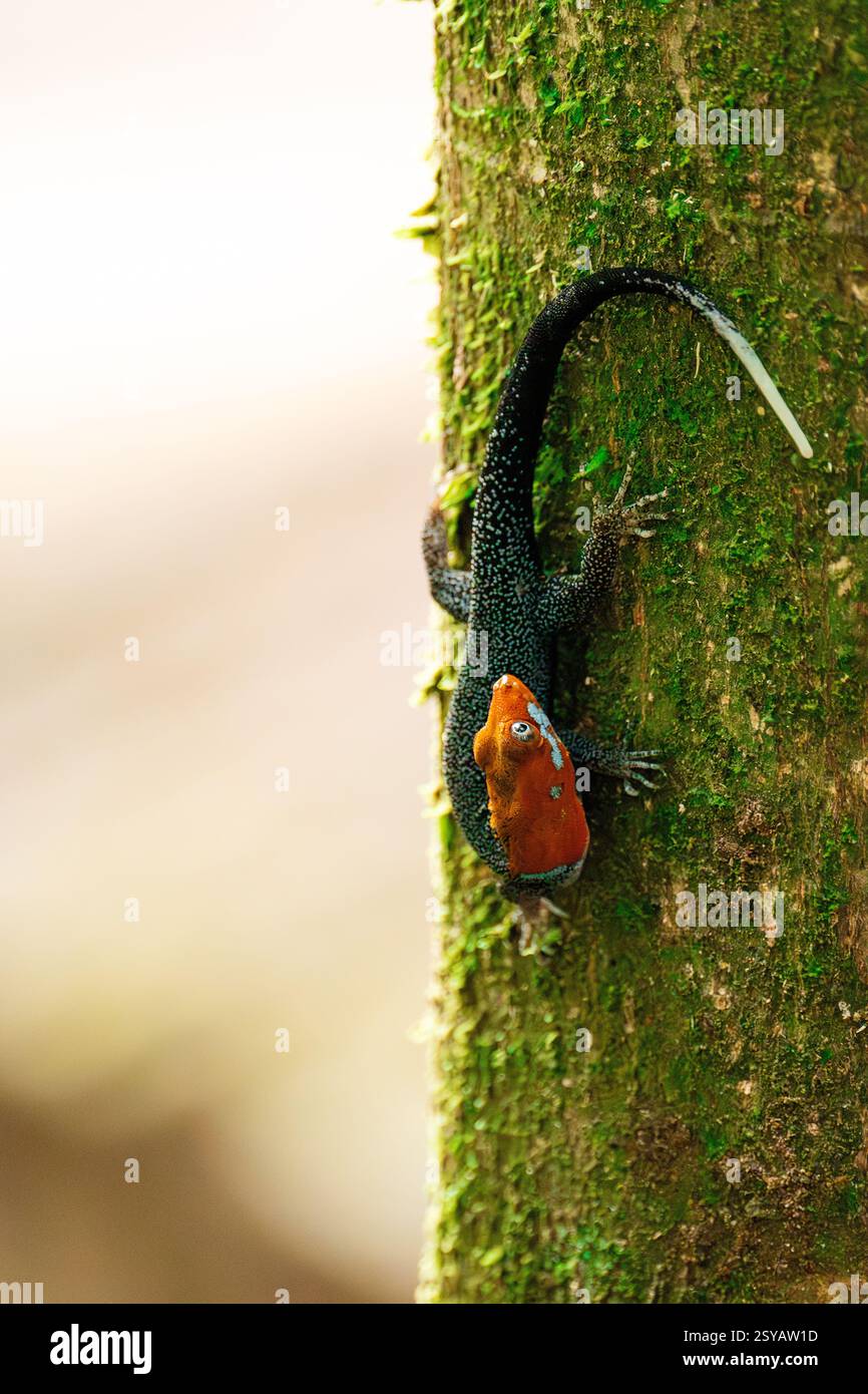 A vibrant Yellow-headed gecko (Gonatodes albogularis) ascends the lush ...