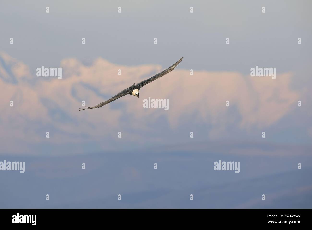 A subadult bearded vulture glides gracefully against the stunning ...