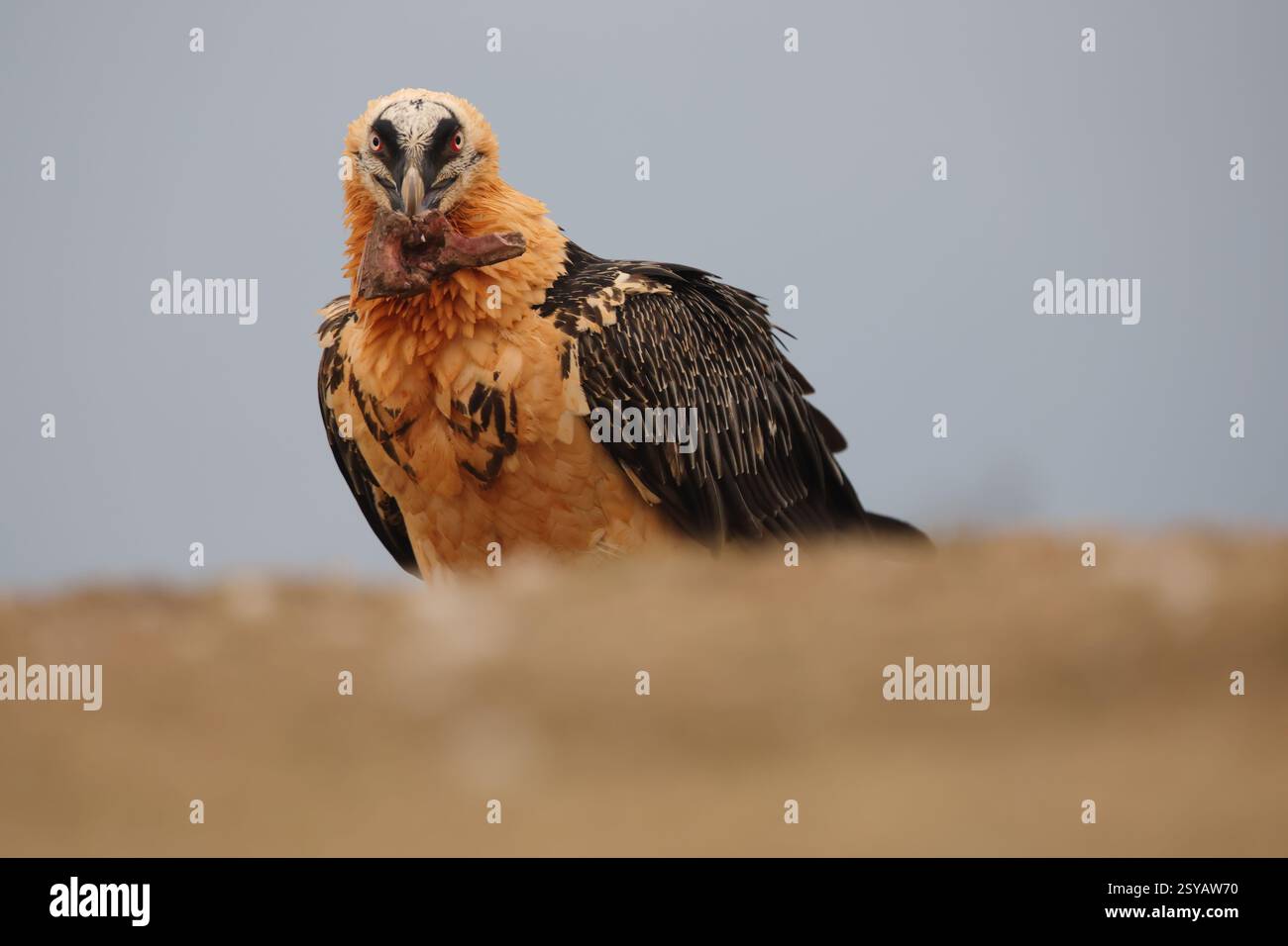 A Stunning Close Up Of A Bearded Vulture In The Pyrenees Showcasing
