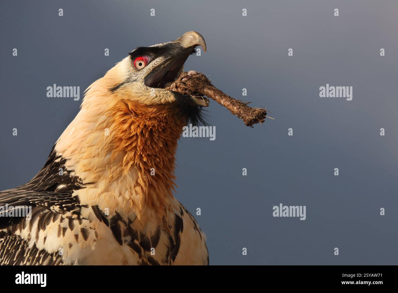 A captivating image of a subadult bearded vulture, known for its ...