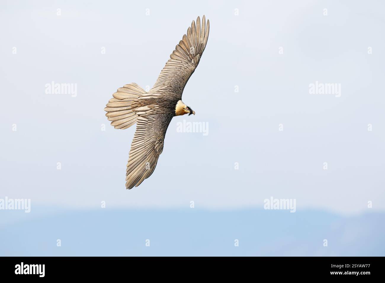 A bearded vulture glides gracefully over the Pyrenees, showcasing its ...