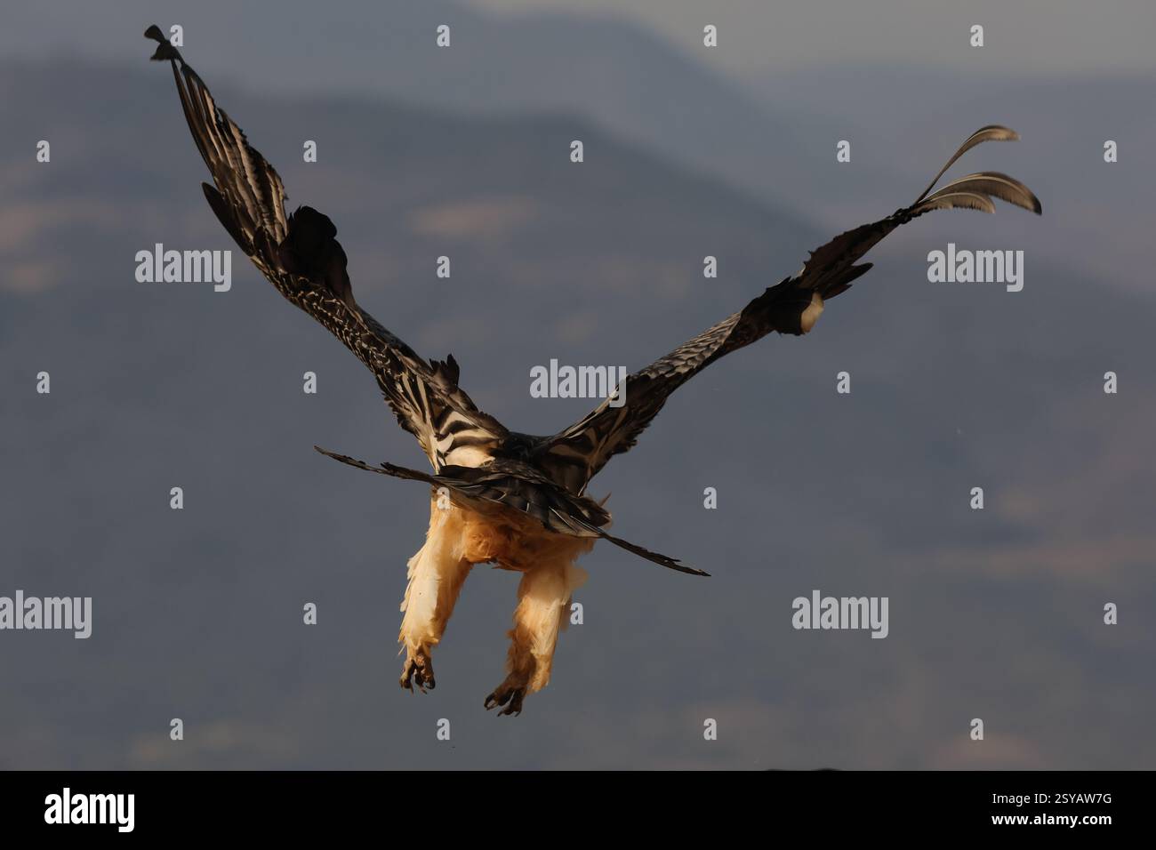 A bearded vulture in flight over the Pyrenees, showcasing its ...