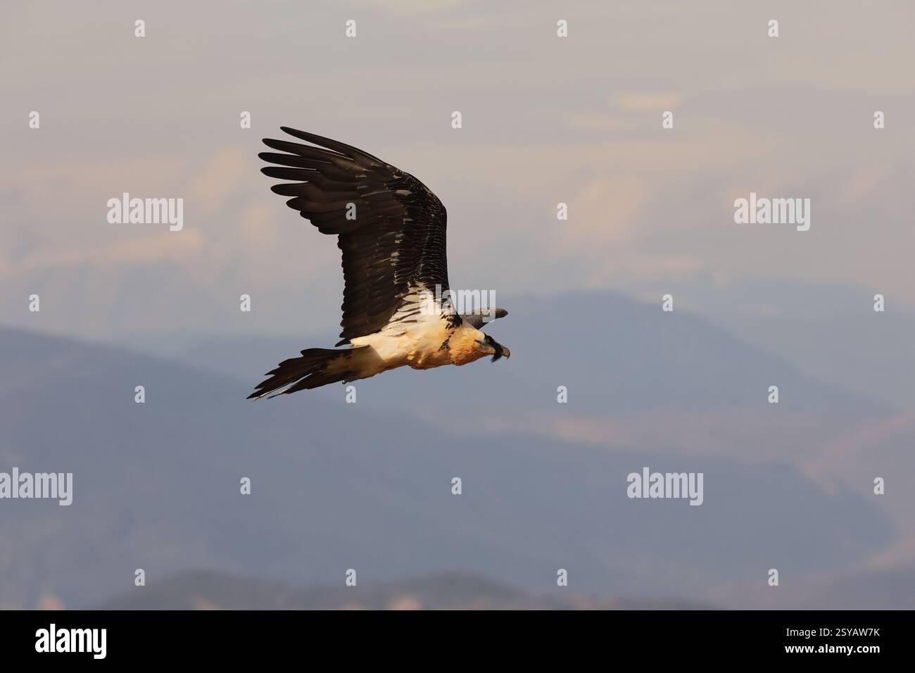 A bearded vulture soars majestically above the scenic Pyrenees. The ...
