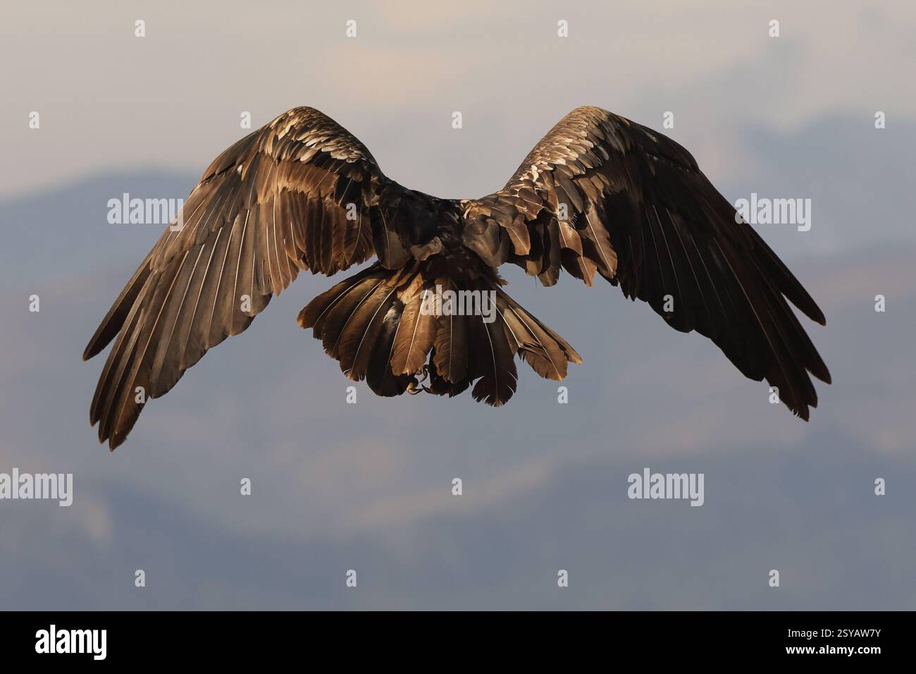 Showcasing distinct plumage patterns hi-res stock photography and ...