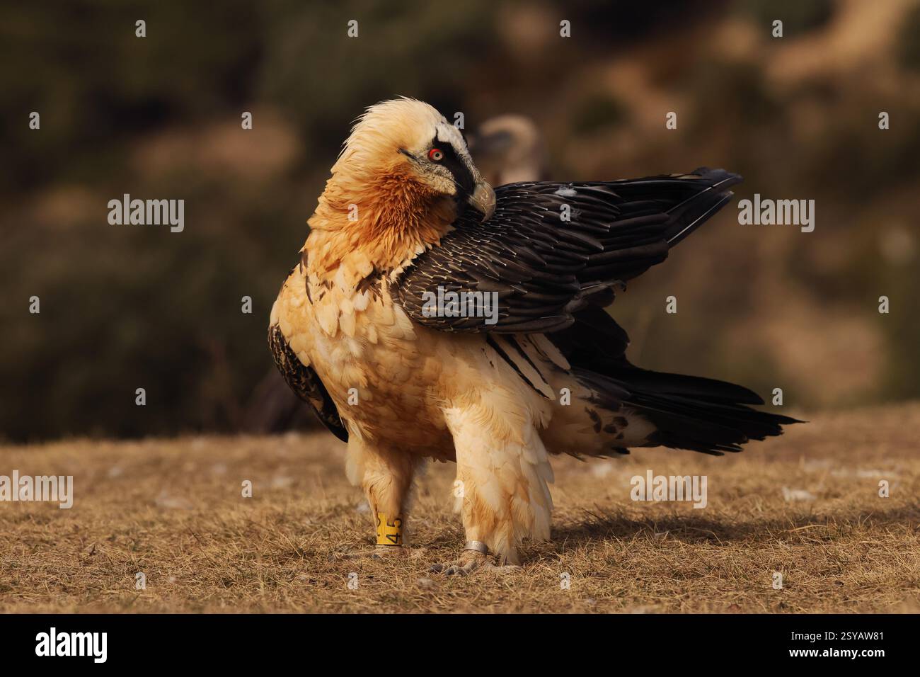 A bearded vulture meticulously preens its feathers, displaying its ...