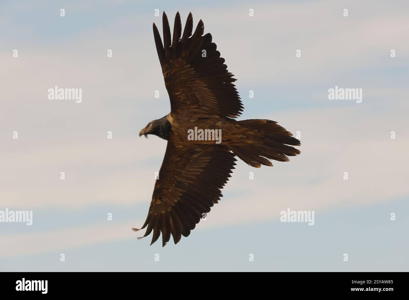 A young bearded vulture gracefully glides through the Pyrenees ...