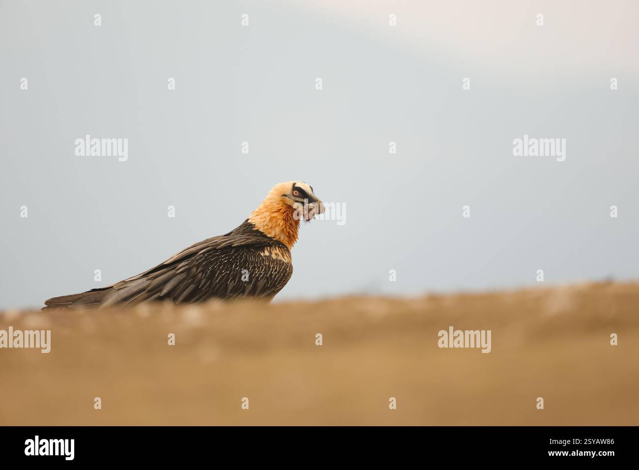 A bearded vulture sits on open ground, gripping a small bone in its ...