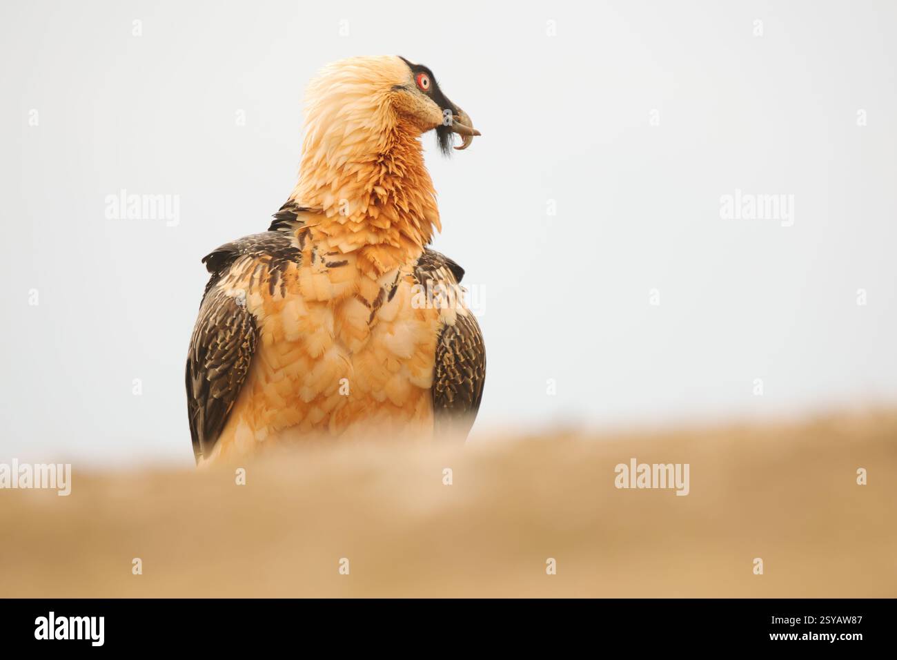 The majestic bearded vulture in the Pyrenees with striking adult ...