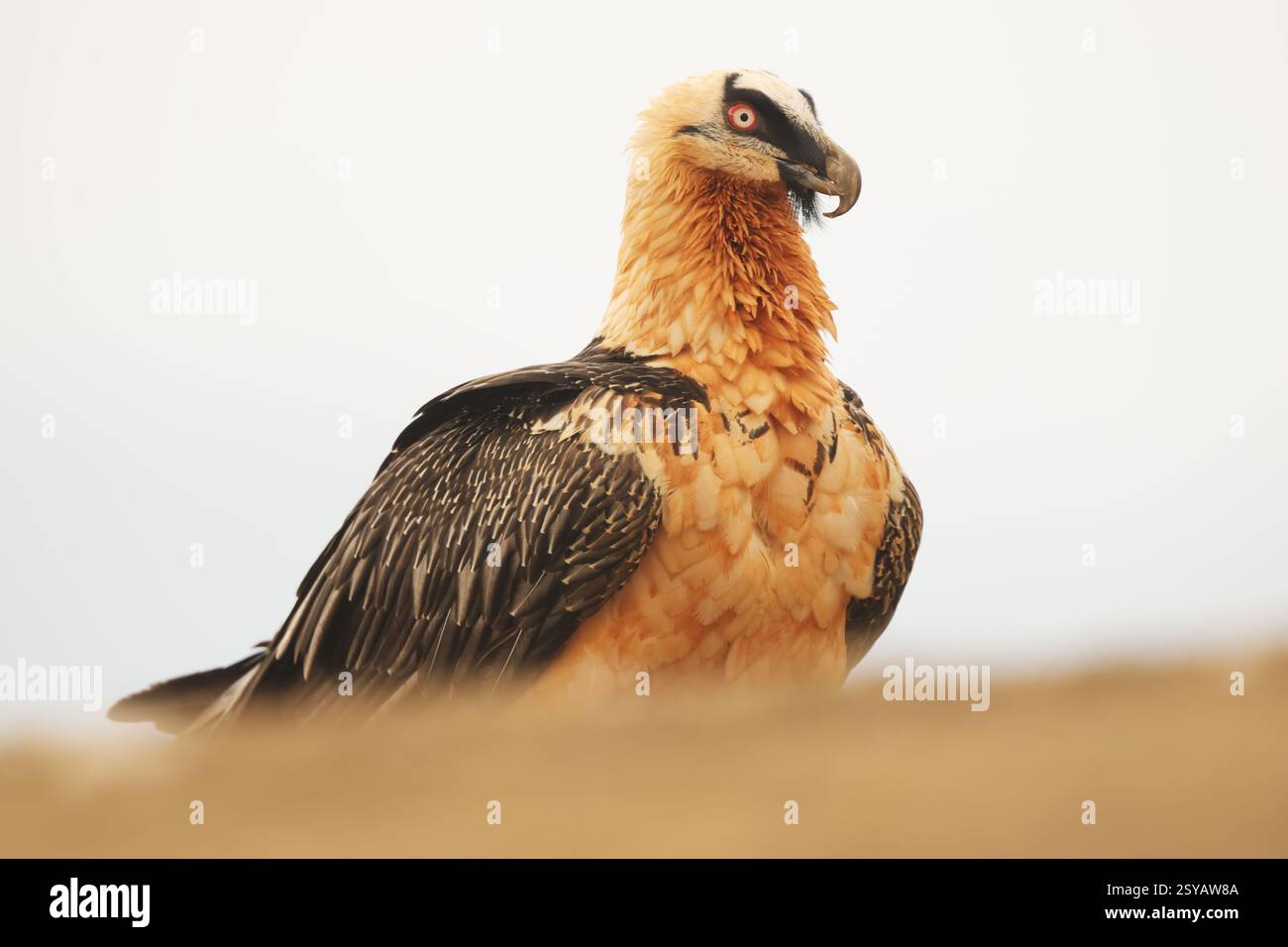 A striking bearded vulture in the Pyrenees, showcasing its unique ...