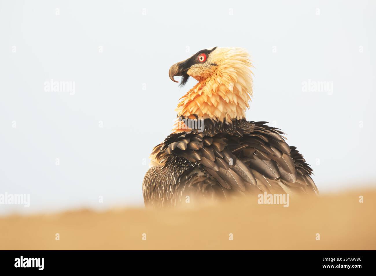 A bearded vulture with striking plumage is captured in the Pyrenees ...