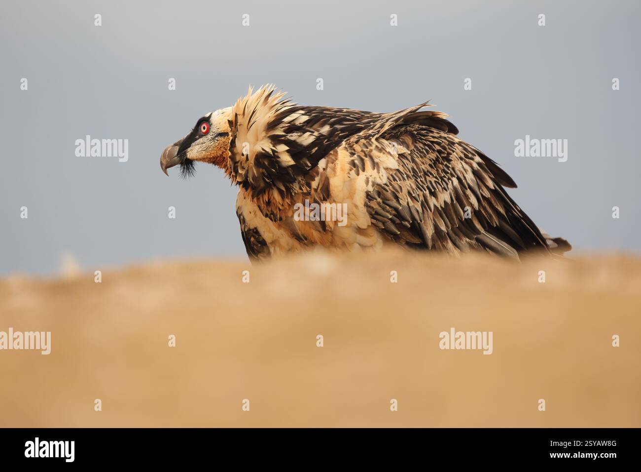 A stunning subadult bearded vulture with striking plumage perches in ...