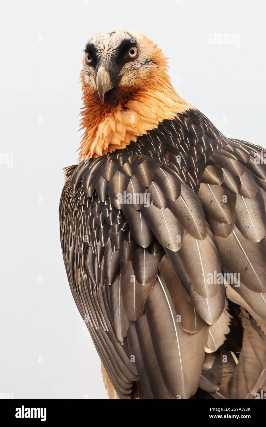 A close-up of a bearded vulture in the Pyrenees, displaying intricate ...
